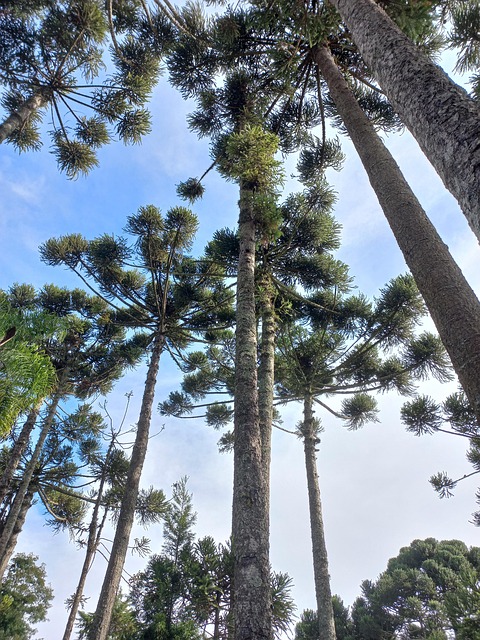Araucaria Nature Trees - Free photo on Pixabay