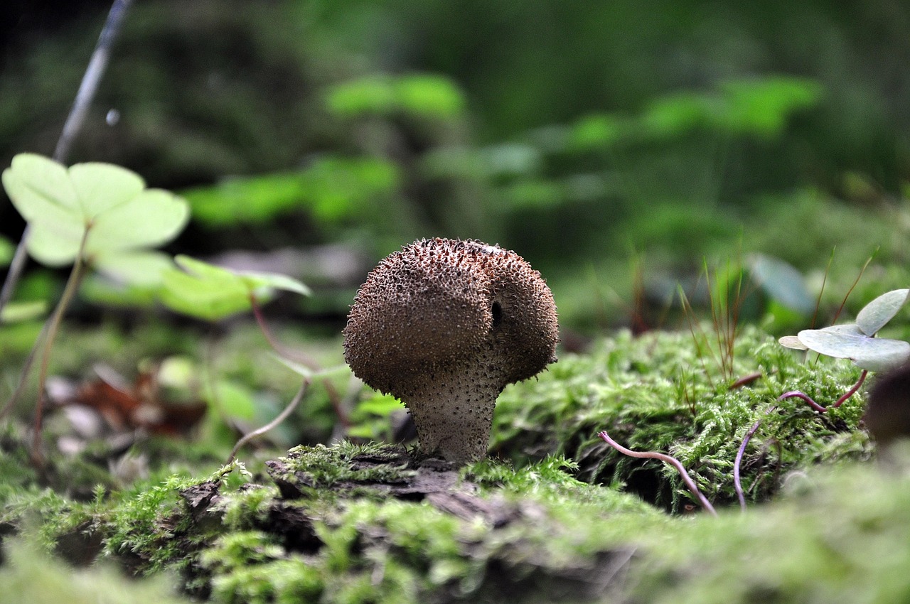 Mushroom Fungus Forest - Free photo on Pixabay