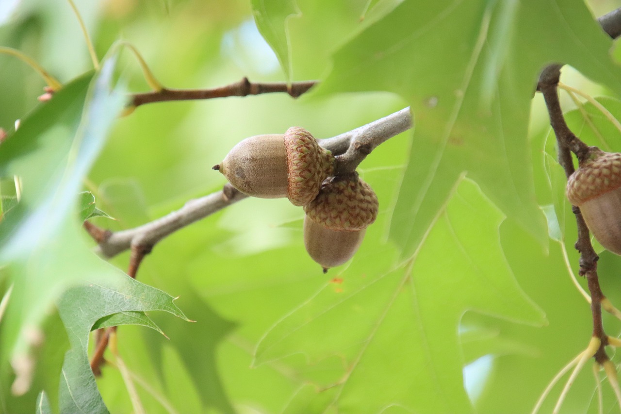 Acorns Nuts Tree - Free photo on Pixabay