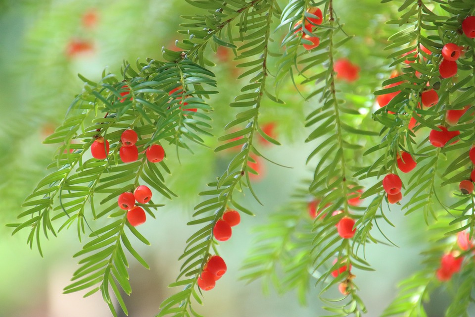 Yew Nature Tree - Free photo on Pixabay - Pixabay
