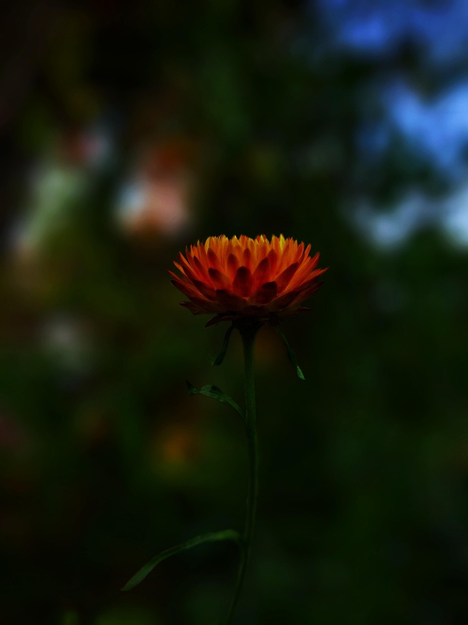 Strawflower Flower Plant Orange - Free photo on Pixabay - Pixabay