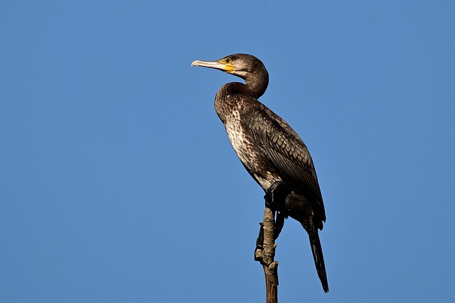 Cormorant Bird Wildlife - Free photo on Pixabay