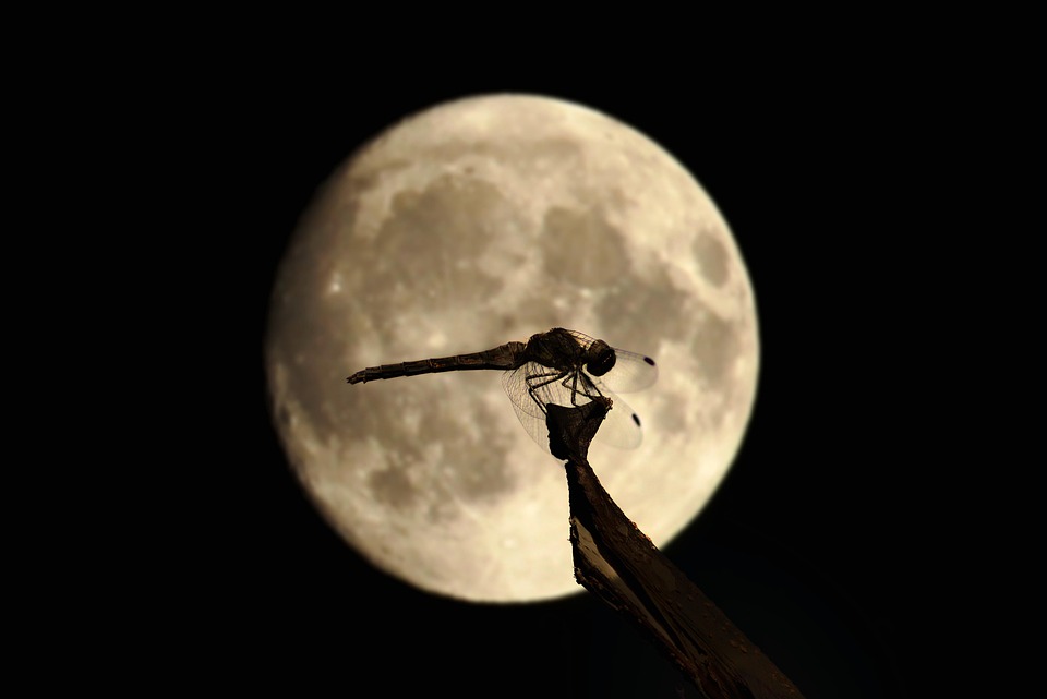 Dragonfly Moon Silhouette - Free photo on Pixabay - Pixabay