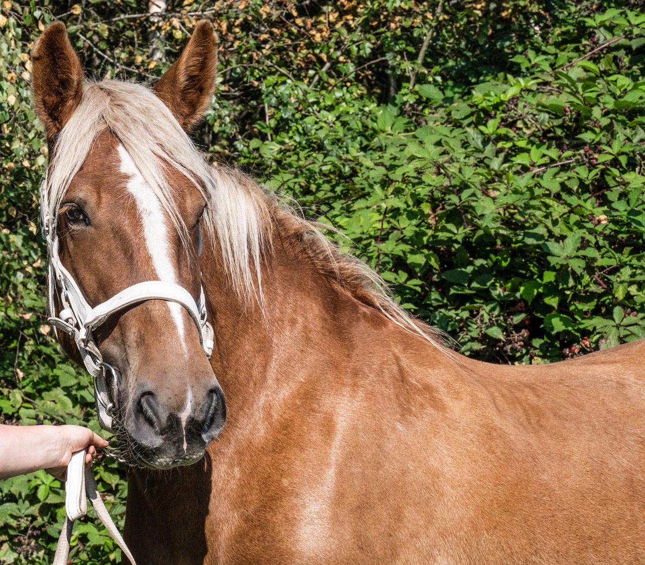 Caballo Animales Salto - Foto gratis en Pixabay - Pixabay