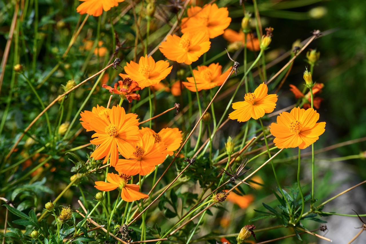 Orange Cosmos Sulphureus - Free photo on Pixabay - Pixabay