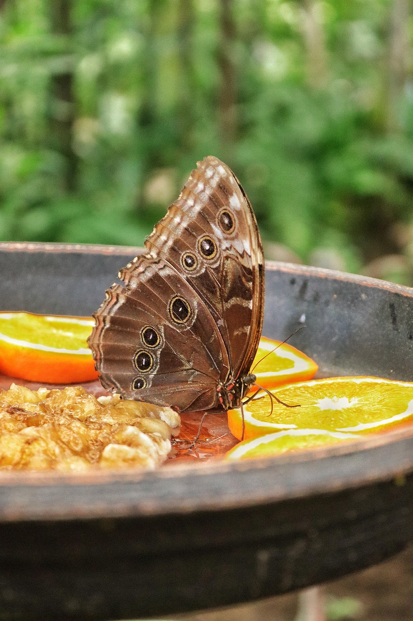 Morpho Butterfly Insect - Free photo on Pixabay - Pixabay