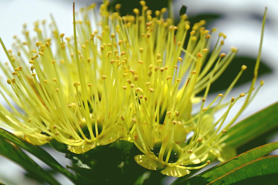 Penda Dourada Flor Planta - Foto gratuita no Pixabay