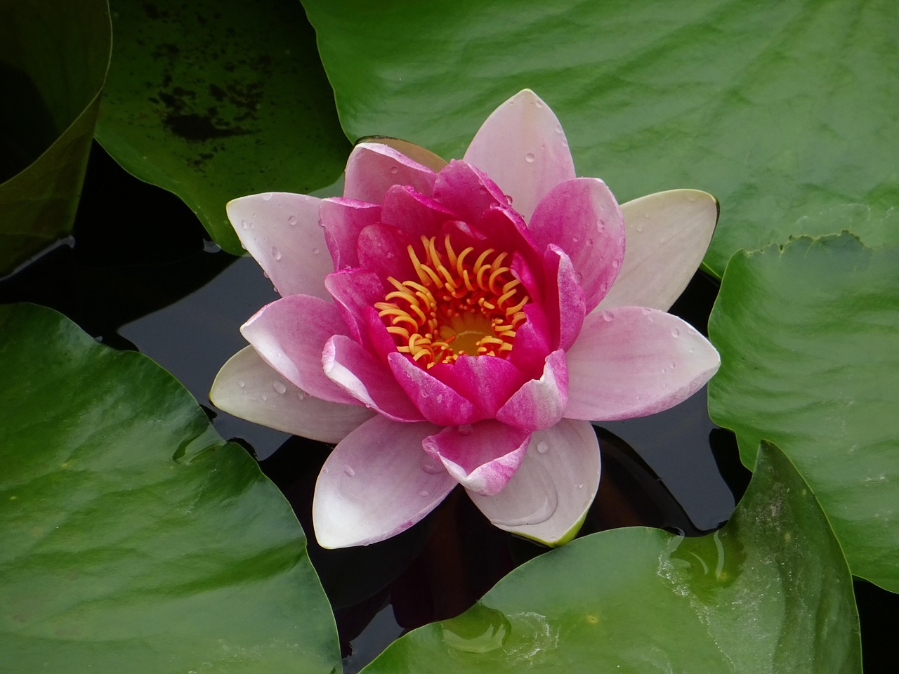 Lirio De Agua Naturaleza - Foto gratis en Pixabay - Pixabay