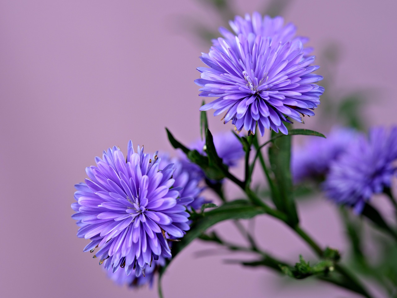 Aster Flowers Plants Purple - Free photo on Pixabay