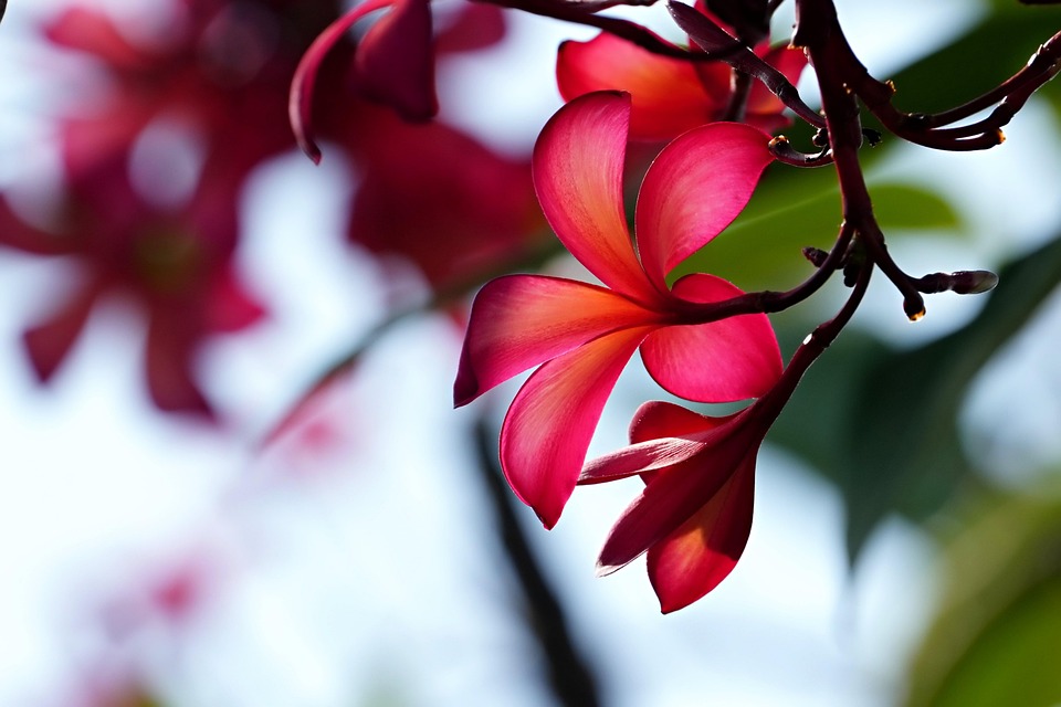 Plumeria Flower Plant - Free photo on Pixabay