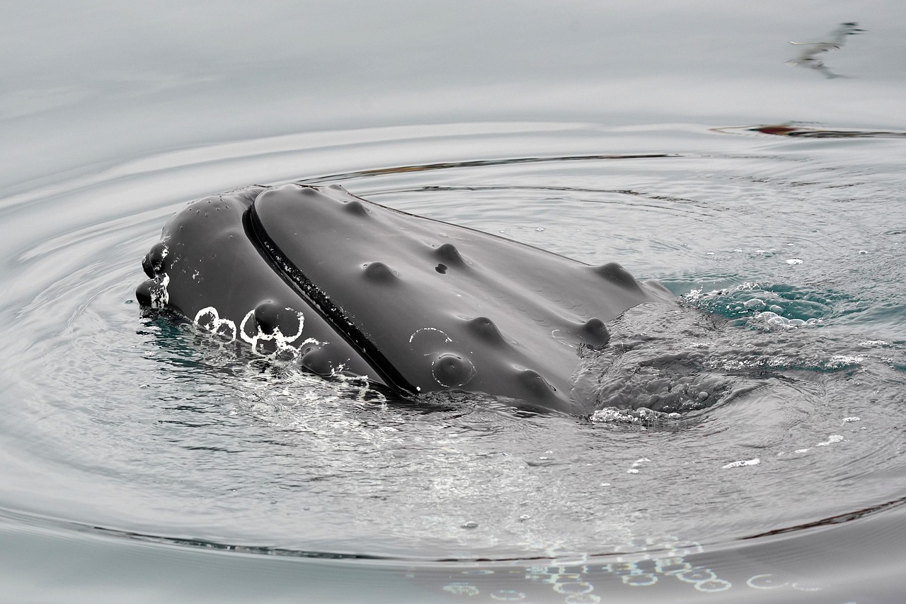 1 000+ Imágenes y Fotos de Ballenas Gratis [HD] - Pixabay