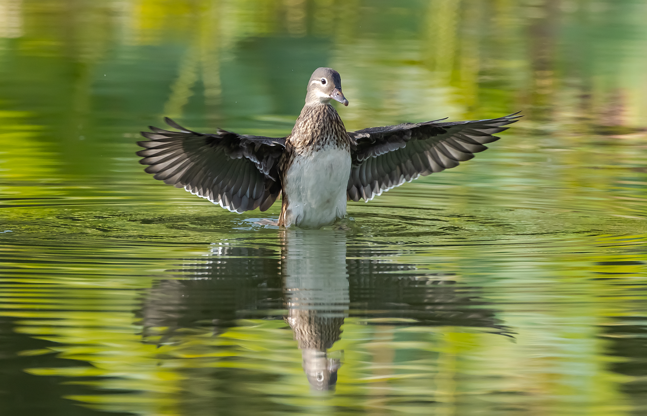 Canard Oiseau D'Eau Lac - Photo gratuite sur Pixabay - Pixabay