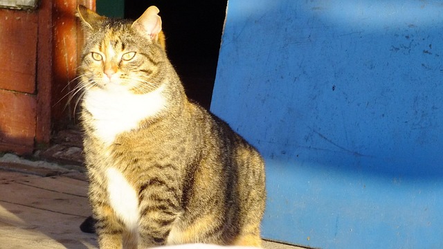 The Sun Cat Animal - Free photo on Pixabay - Pixabay
