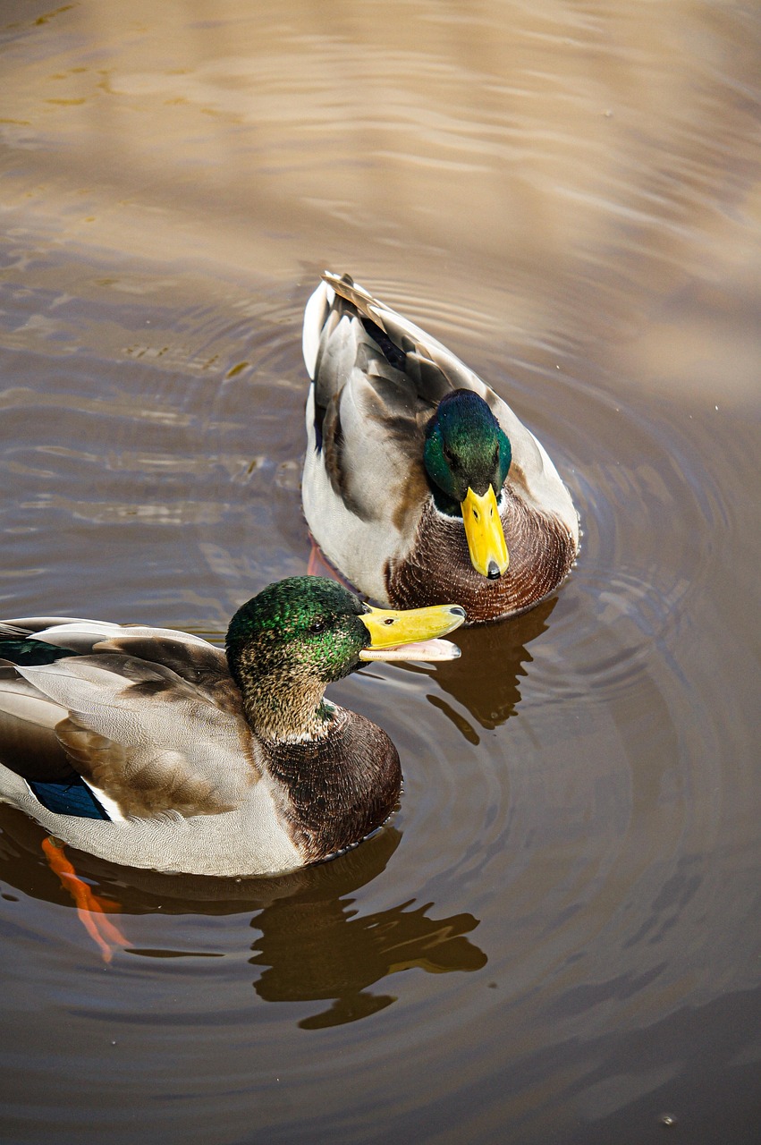 Patos Pato Real Lago Aves - Foto gratis en Pixabay - Pixabay