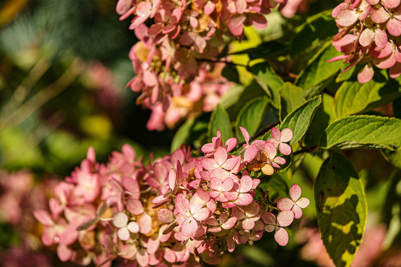 Blumen Hortensie Blüte - Kostenloses Foto auf Pixabay - Pixabay