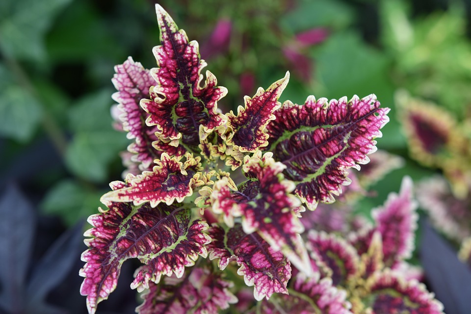 Coleus Pflanze Flora - Kostenloses Foto auf Pixabay - Pixabay
