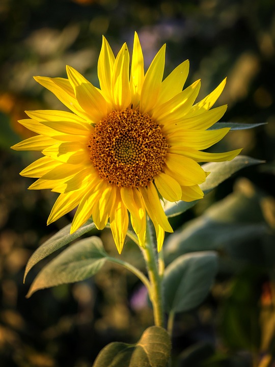 Sunflower Yellow Flower - Free photo on Pixabay - Pixabay