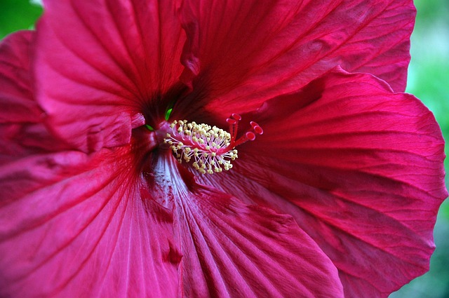 4,000+ Free Hibiscus Gif & Hibiscus Images - Pixabay