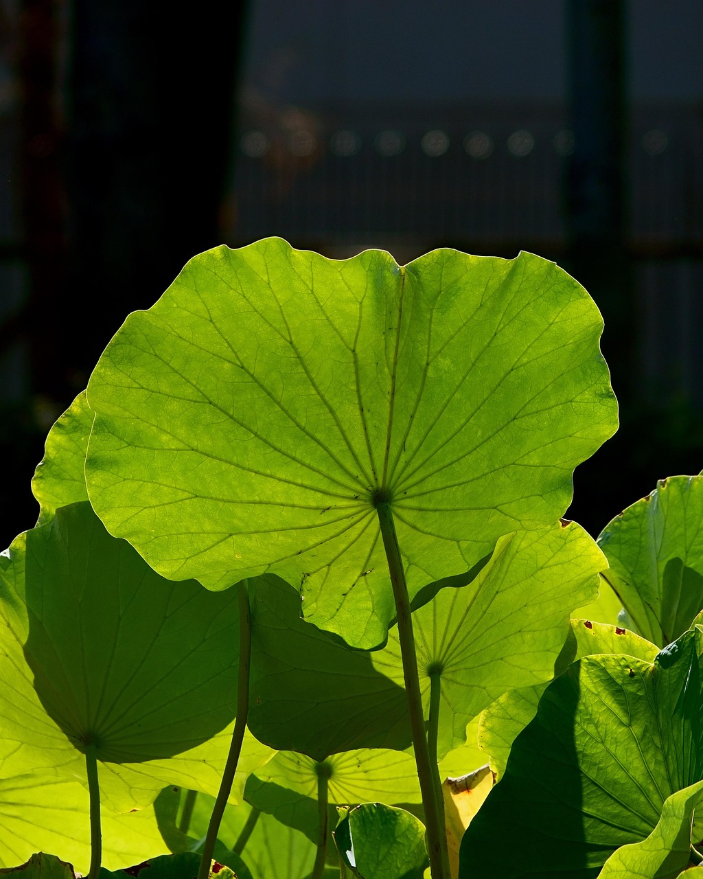 Naturel Plante Feuille De Lotus - Photo gratuite sur Pixabay - Pixabay
