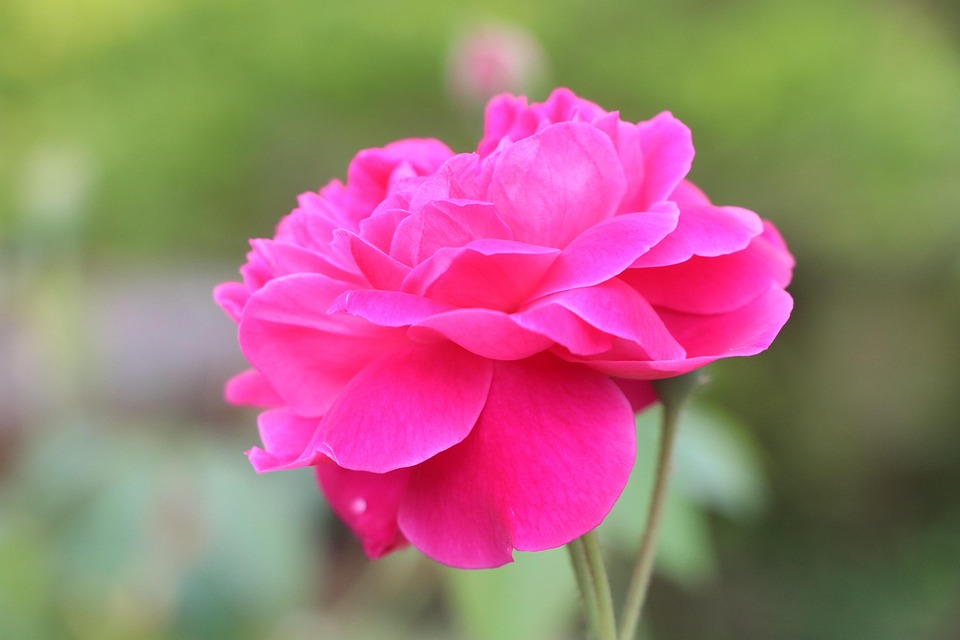 Rose Blume Pflanze Pinke - Kostenloses Foto auf Pixabay - Pixabay