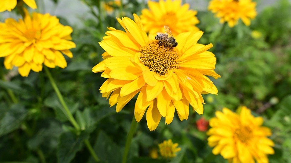 Flower Flora Botany - Free photo on Pixabay - Pixabay