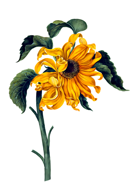 10,000+ Free Sunflower Transparent & Sunflower Images - Pixabay