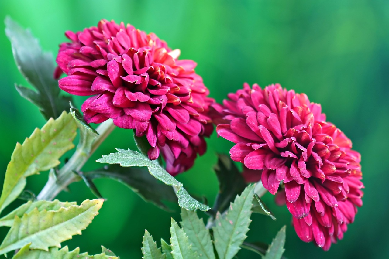 Blommor Krysantemum Flora - Gratis foto på Pixabay - Pixabay