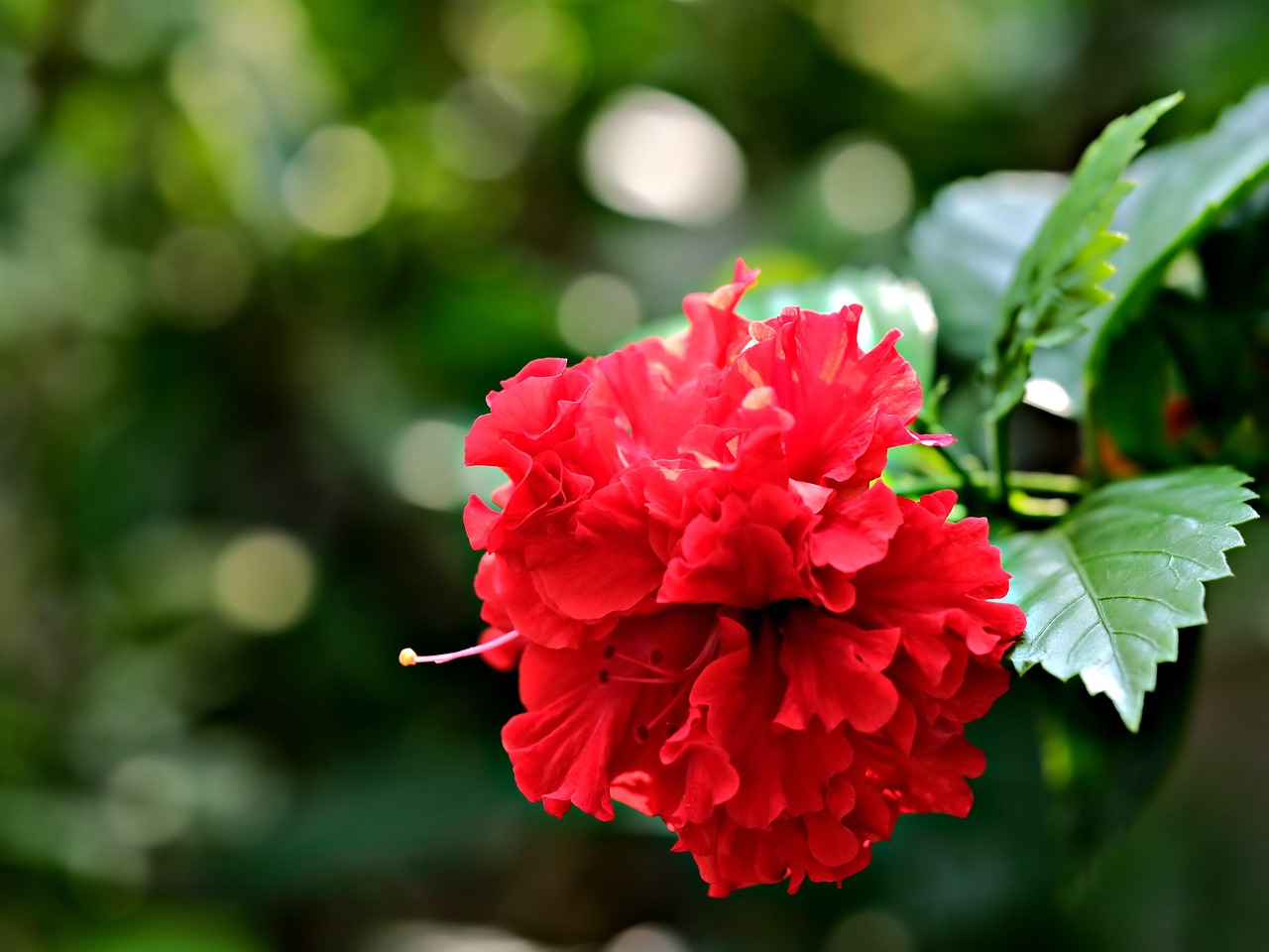Blume Hibiskus Botanik - Kostenloses Foto auf Pixabay - Pixabay