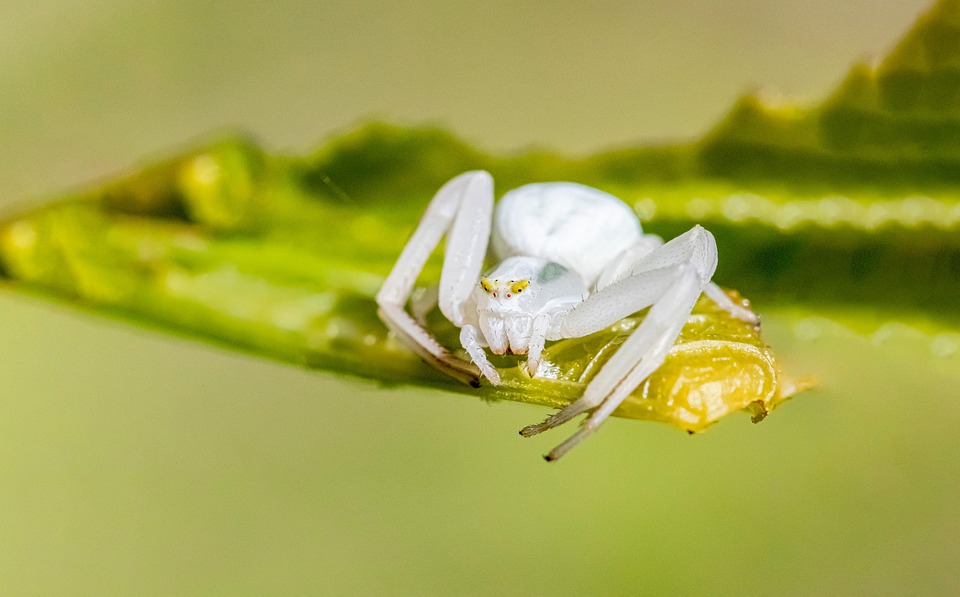 Goldenrod Crab Spider Misumena - Free photo on Pixabay - Pixabay