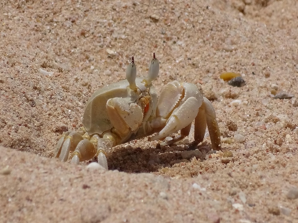 Crabe Mer La Nature - Photo gratuite sur Pixabay - Pixabay