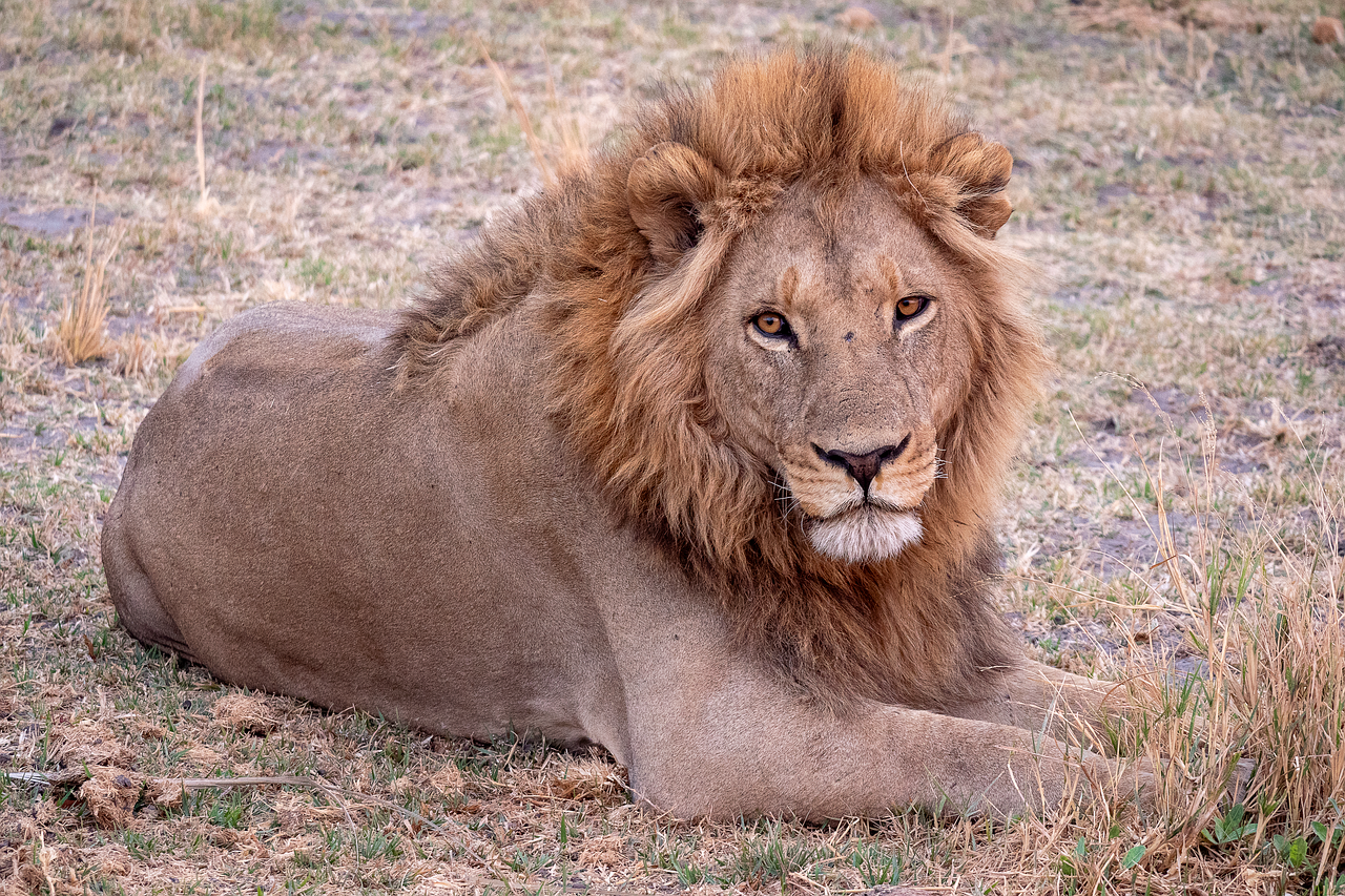 Lion Animal Mammal Big - Free photo on Pixabay - Pixabay