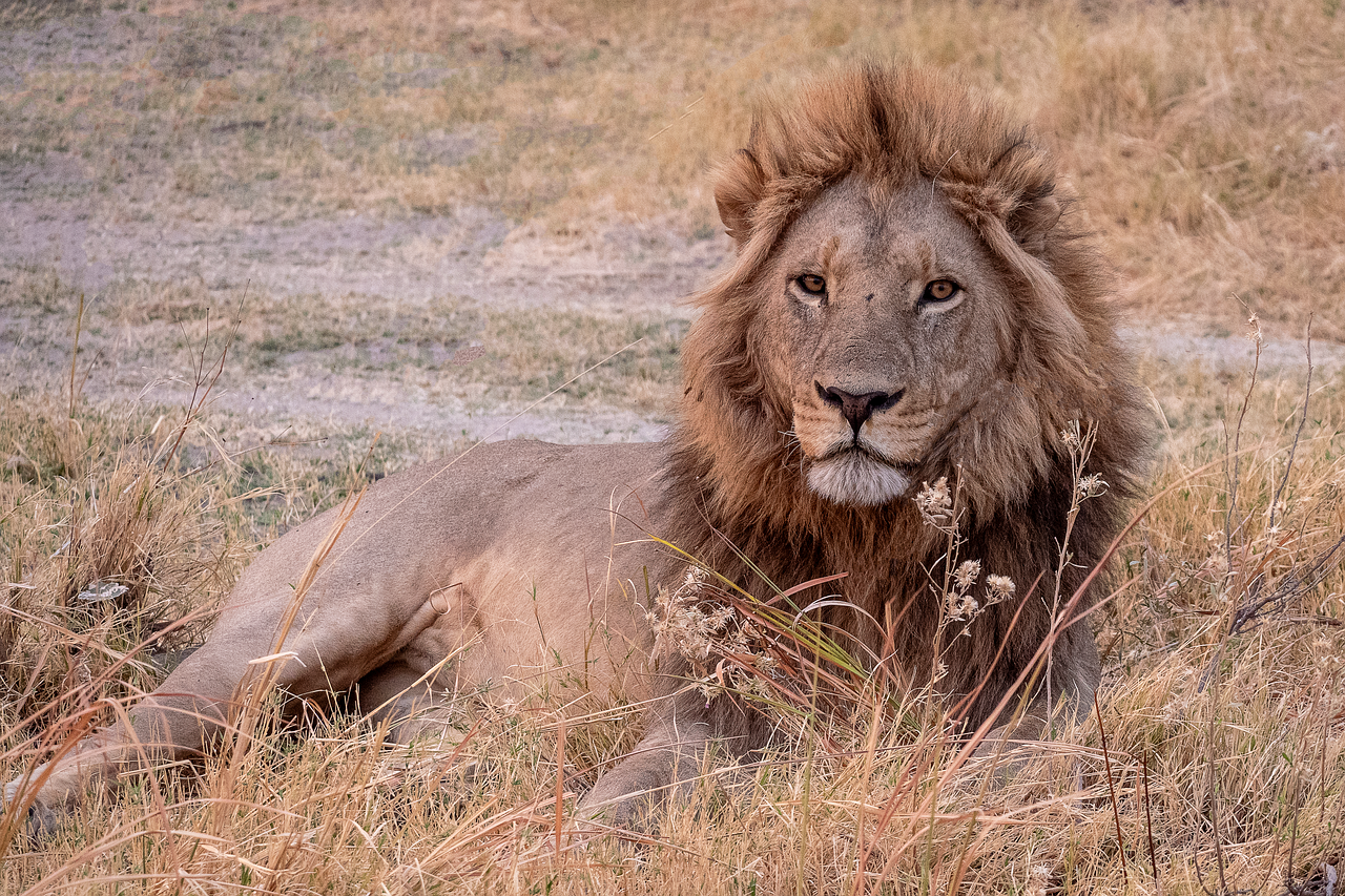 Lion Animal Mammal Big - Free photo on Pixabay - Pixabay
