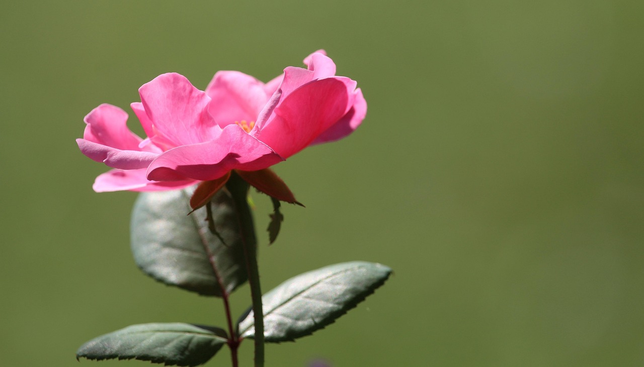 Rose Pink Bunga - Foto gratis di Pixabay - Pixabay