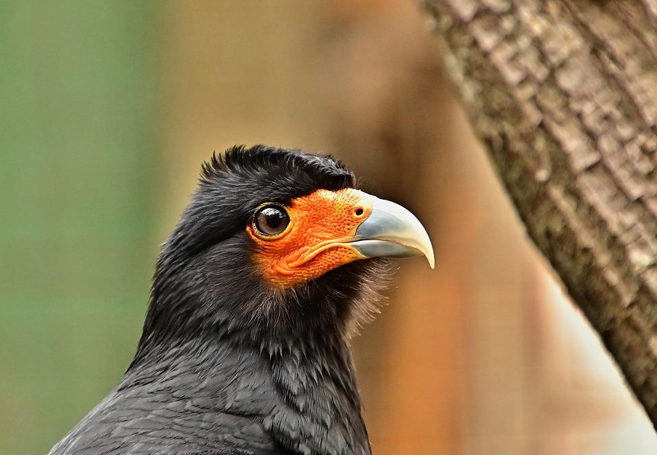Karakara Oiseau Prédateur La - Photo gratuite sur Pixabay - Pixabay