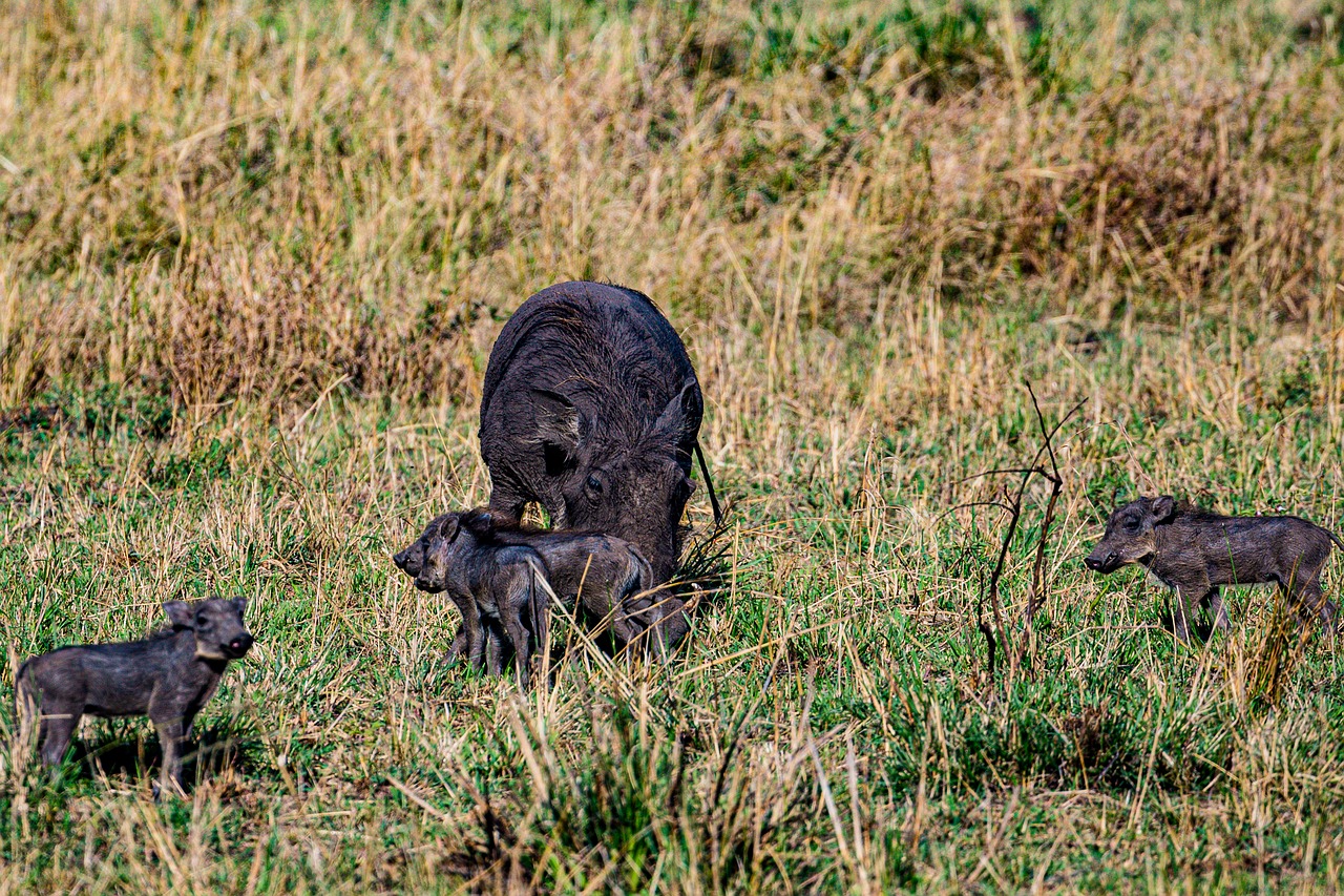 Animales Salvaje Fauna Silvestre - Foto gratis en Pixabay