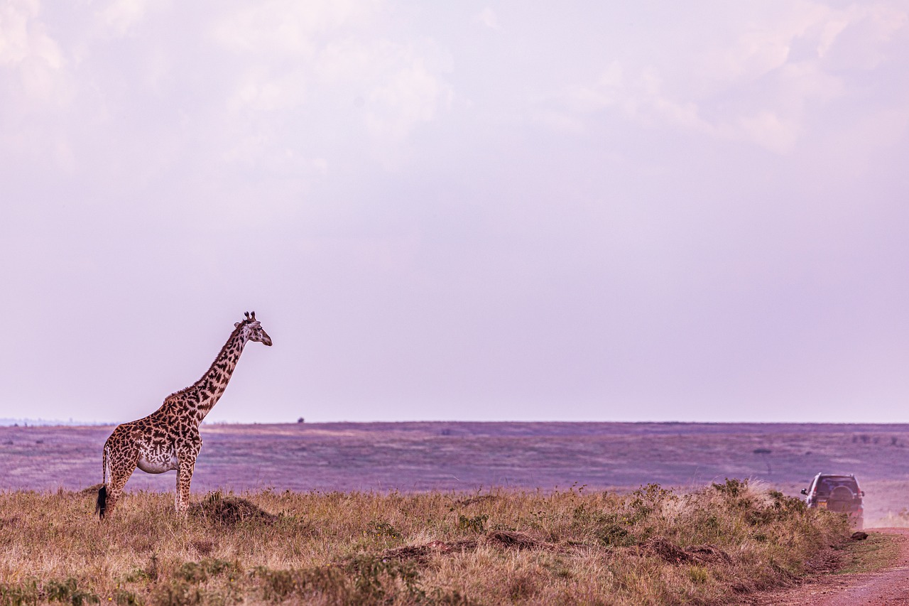 Animals Wild Wildlife - Free photo on Pixabay - Pixabay