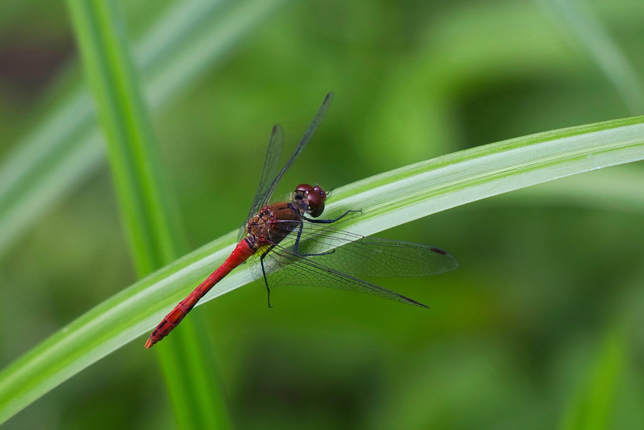 Libelle Insekt Natur - Kostenloses Foto auf Pixabay - Pixabay