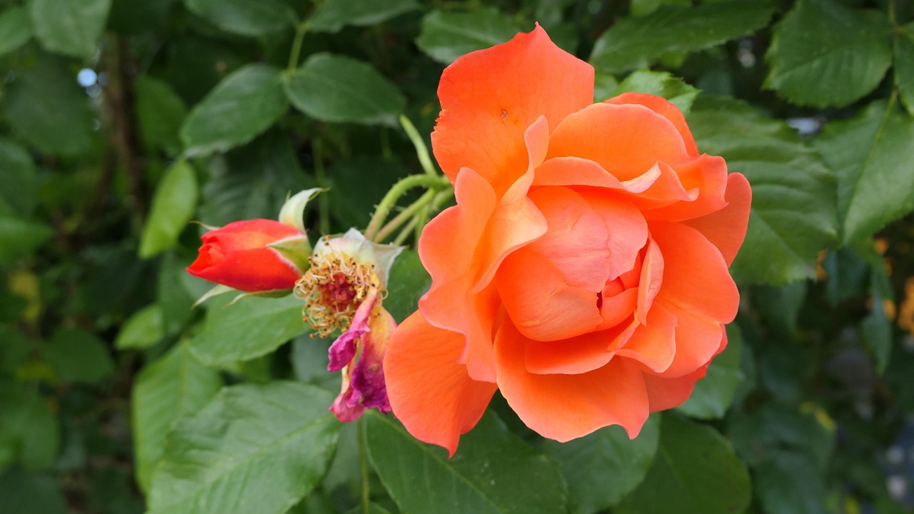 Bunga Mekar Rose - Foto gratis di Pixabay - Pixabay
