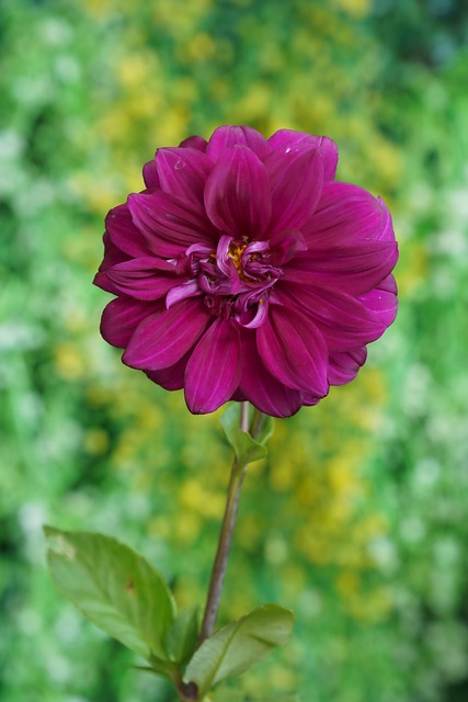 Dalia Morada Flor Purpura - Foto gratis en Pixabay - Pixabay