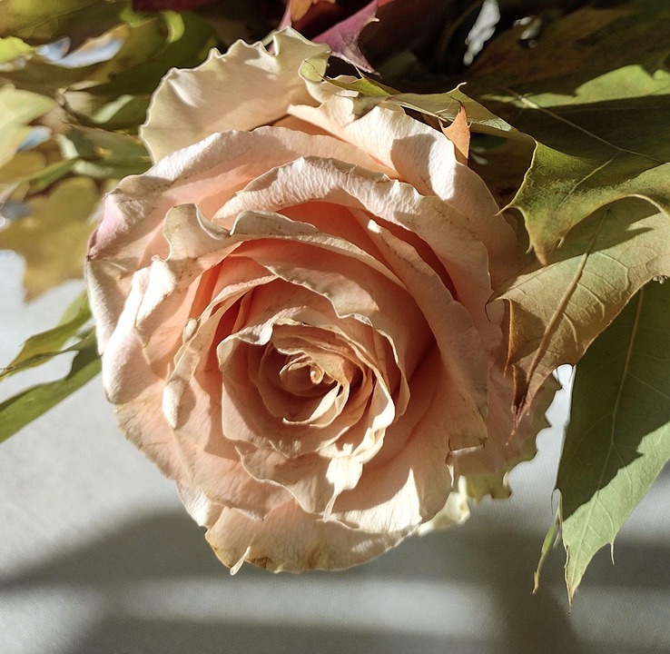 Rose Flore Fleur - Photo gratuite sur Pixabay - Pixabay