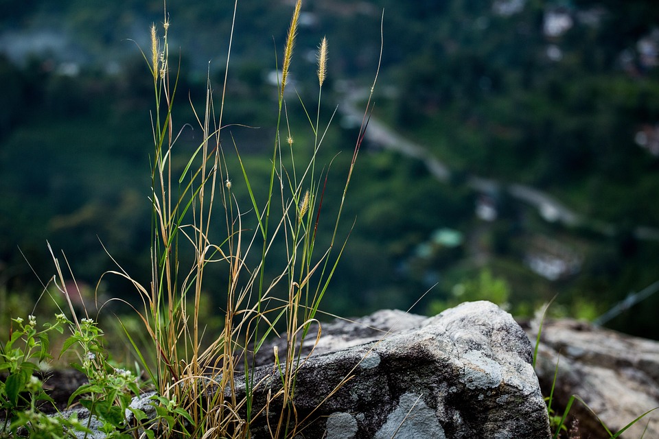 Gras Felsen Berg - Kostenloses Foto auf Pixabay - Pixabay