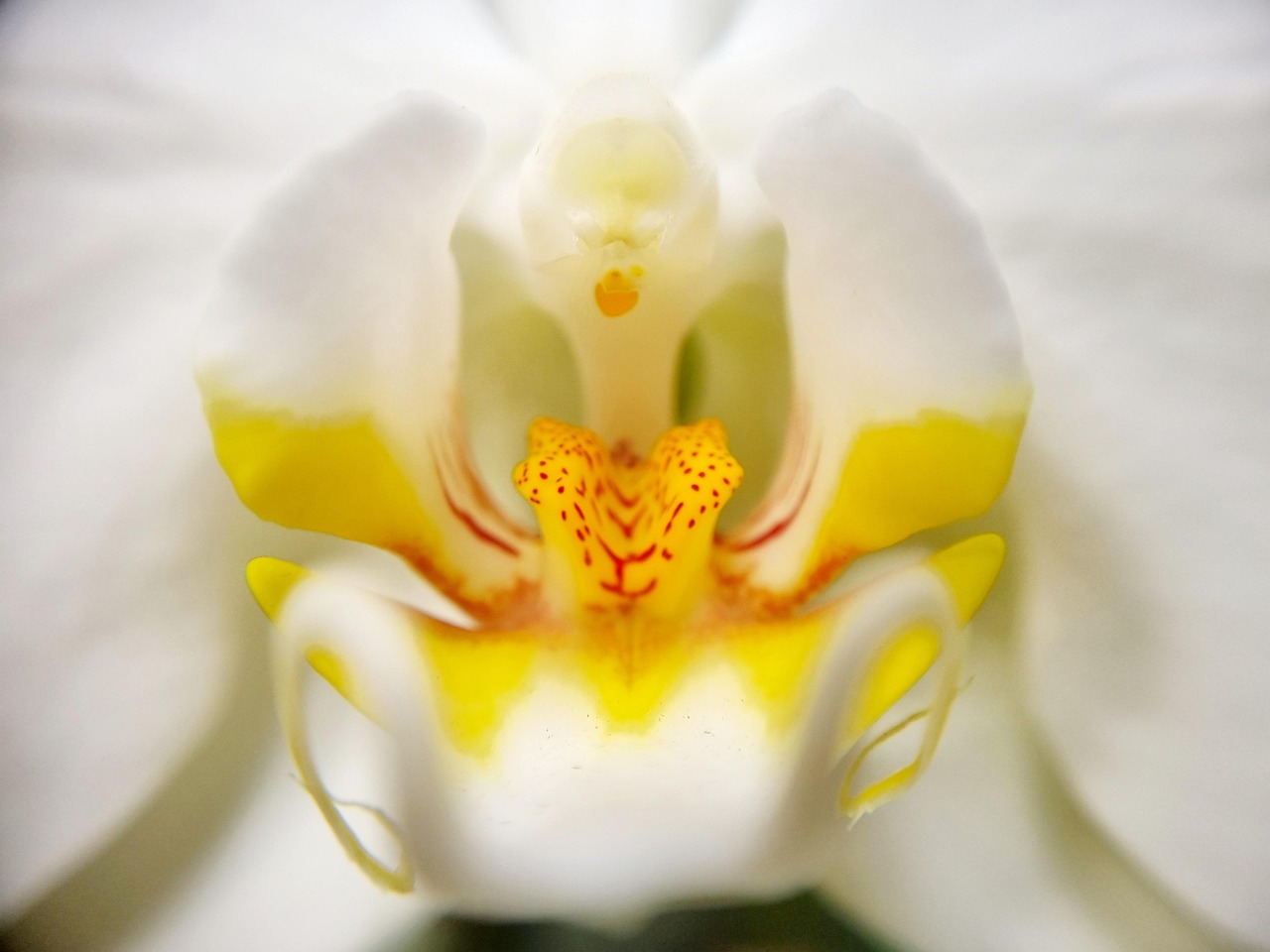 Orchidée Fleur Nature - Photo gratuite sur Pixabay - Pixabay
