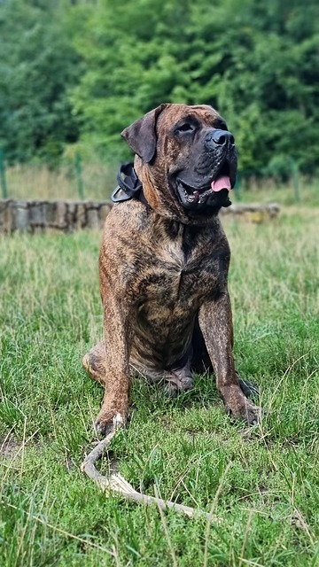 Presa Canary Dog Dogs Dogo - Free photo on Pixabay
