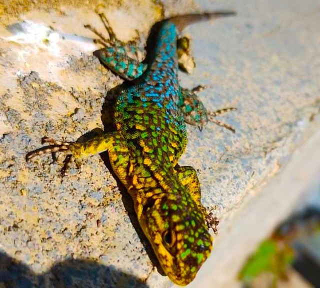 Reptile Lizard Vertebrates - Free photo on Pixabay - Pixabay