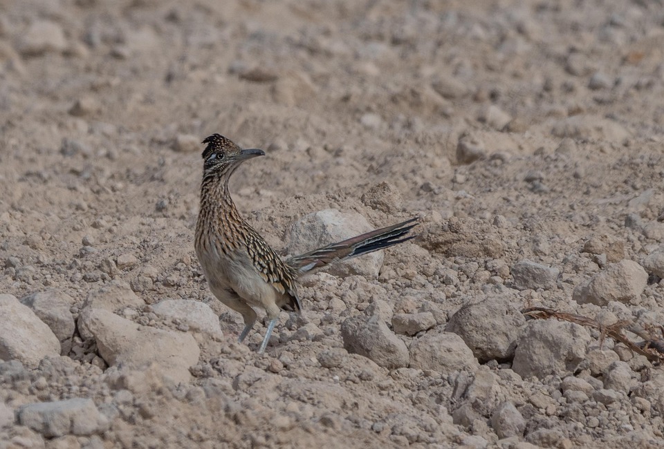 Bird Greater Roadrunner - Free photo on Pixabay - Pixabay