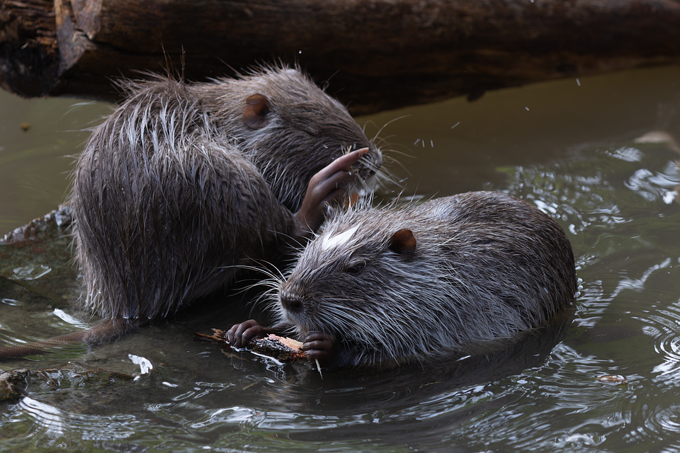 Nutria Rodents Animal - Free photo on Pixabay - Pixabay