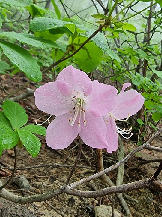 Azalea Bunga Hujan Musim Semi - Foto gratis di Pixabay - Pixabay