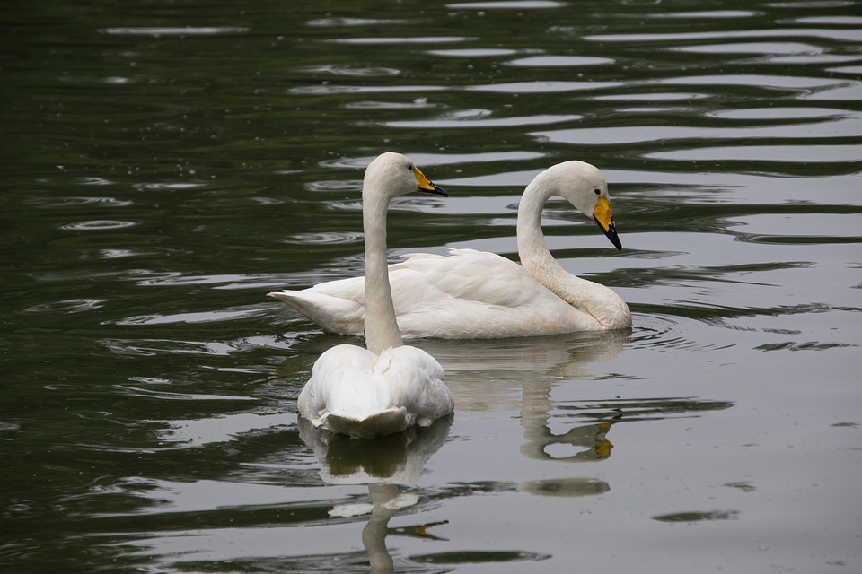 Swans Bird Animal White - Free photo on Pixabay - Pixabay