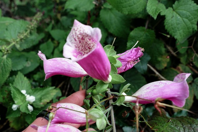 Fleur Rose Cloche De Bell - Photo gratuite sur Pixabay - Pixabay