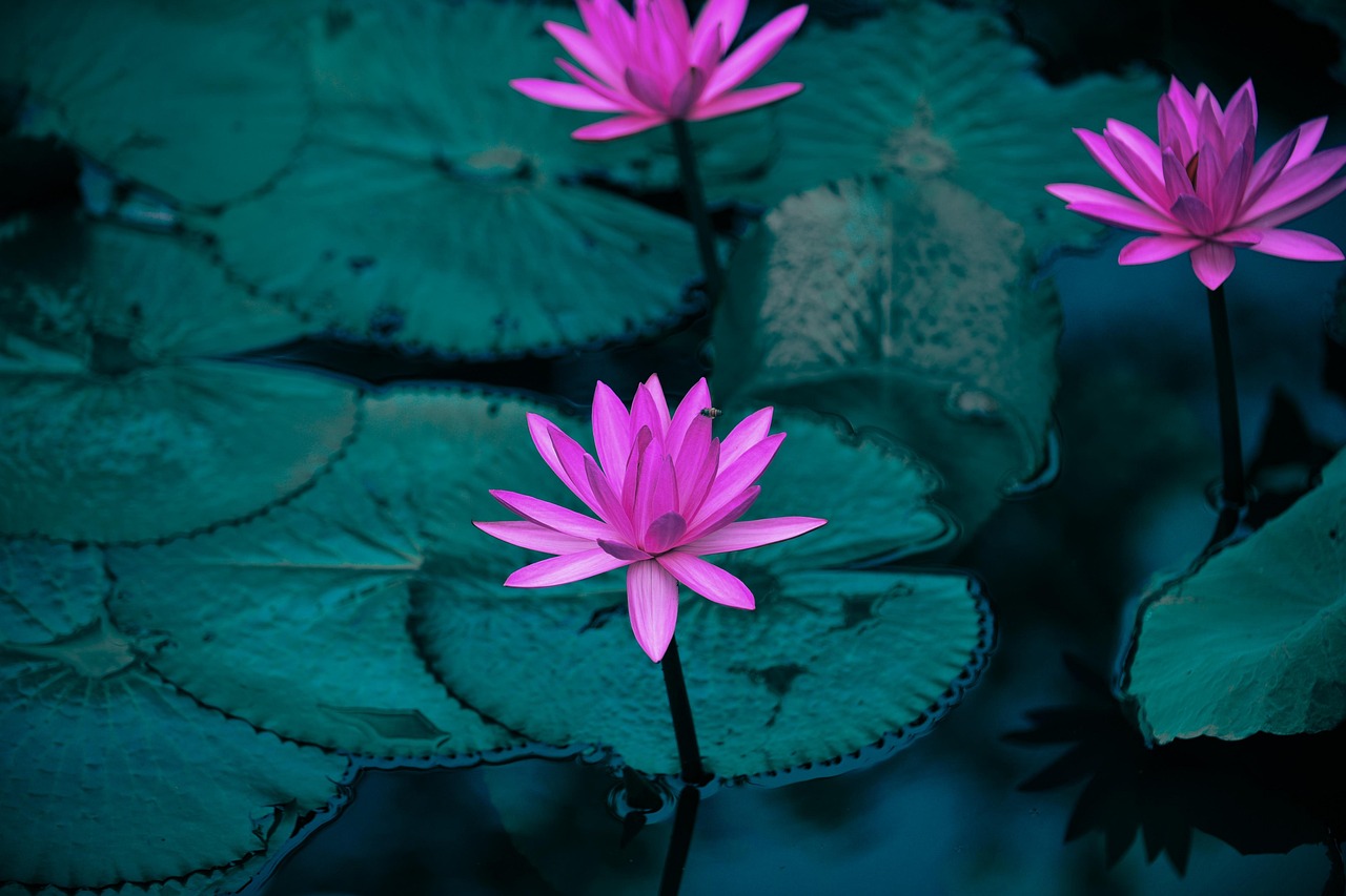Water Lilies Flowers Pond - Free photo on Pixabay - Pixabay